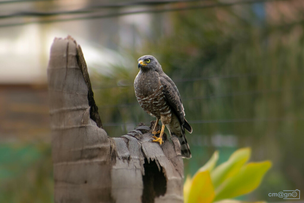 Roadside Hawk from Córdoba, Ver., México on January 19, 2024 at 06:52 ...