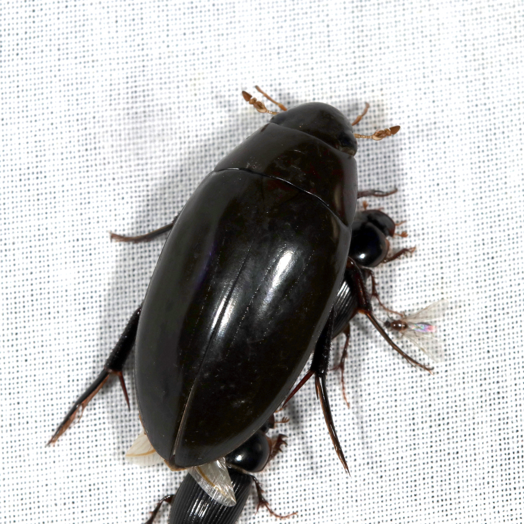 Hydrophilus from Addington VIC 3352, Australia on January 6, 2024 at 10 ...