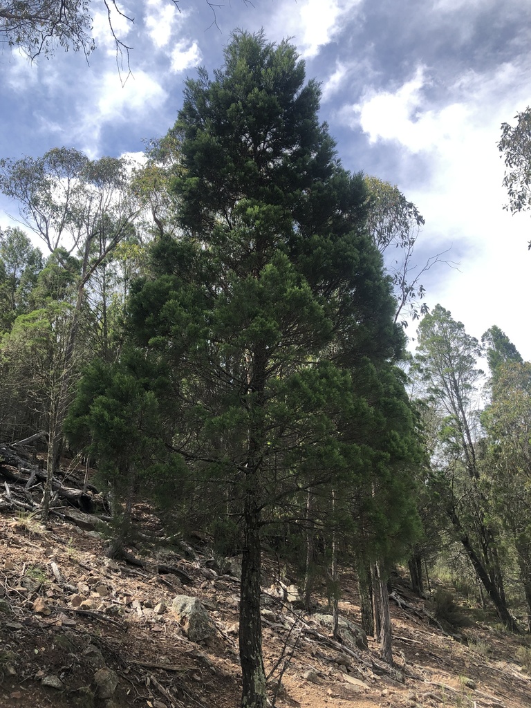 black cypress-pine from Belconnen - SSD Bal, AU-CT, AU on January 20 ...