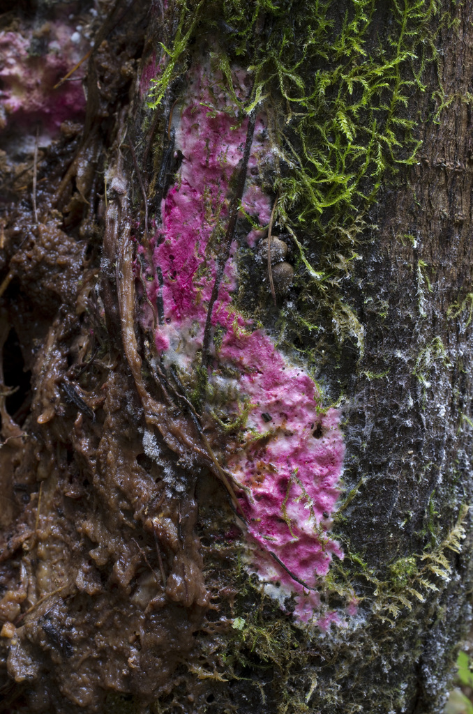 pink polypore mould in November 2014 by Drew Parker. On well decayed ...