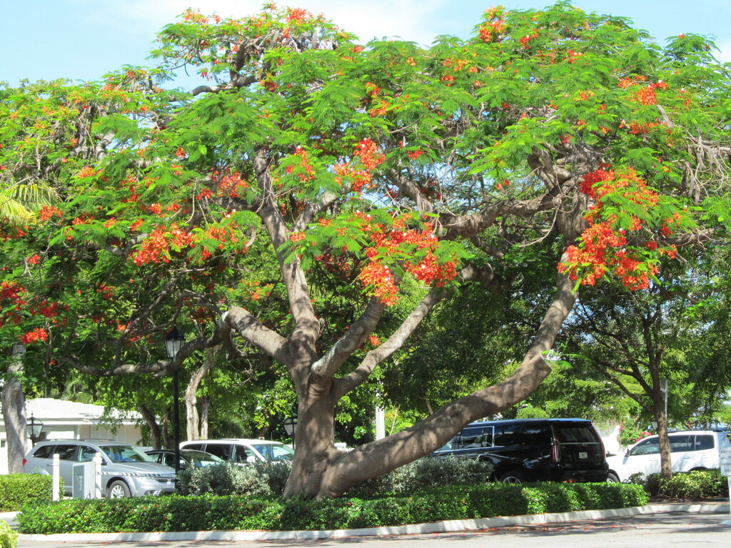 Flamboyant from Key West Monroe County Florida United States on June 1 ...