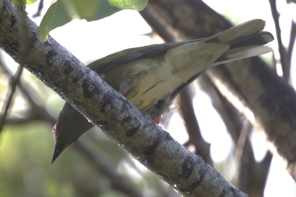 Australasian Figbird from Cudgen, Tweed - Tweed Coast, New South Wales ...