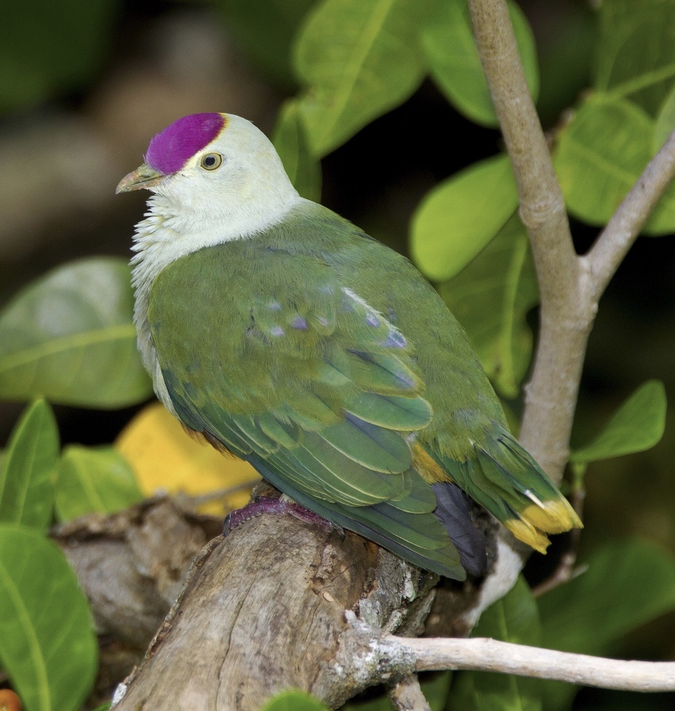 Samoan Crimson-crowned Fruit Dove (Ptilinopus porphyraceus fasciatus ...