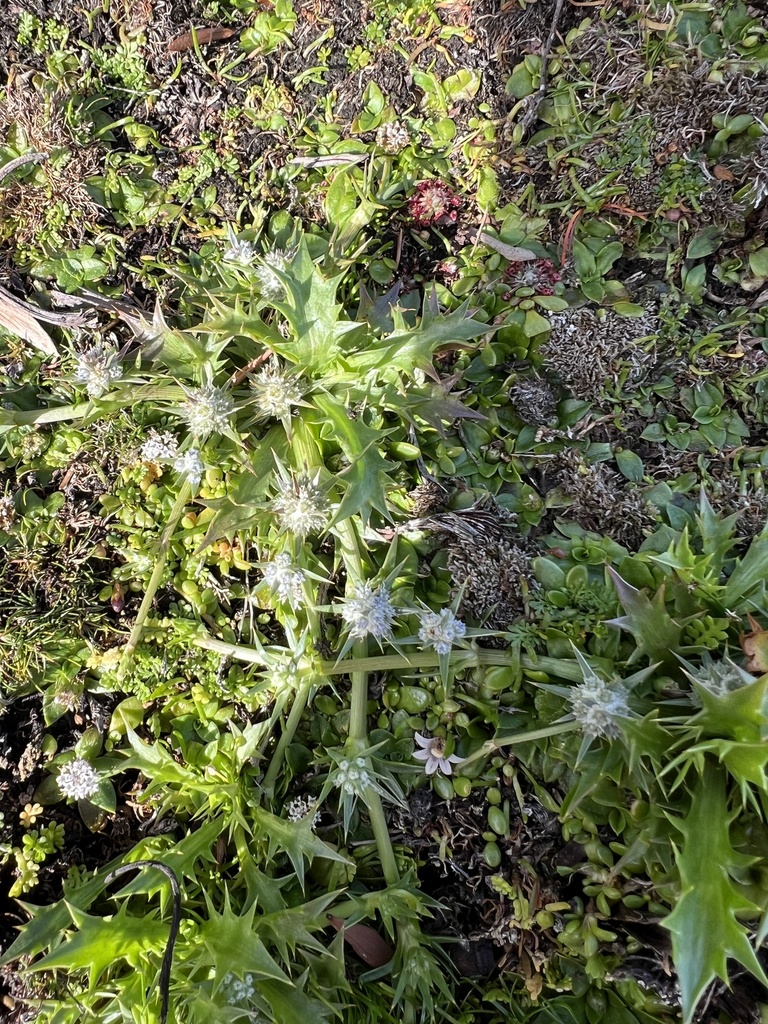 Blue Devils from Southwest Conservation Area, Southwest, TAS, AU on ...