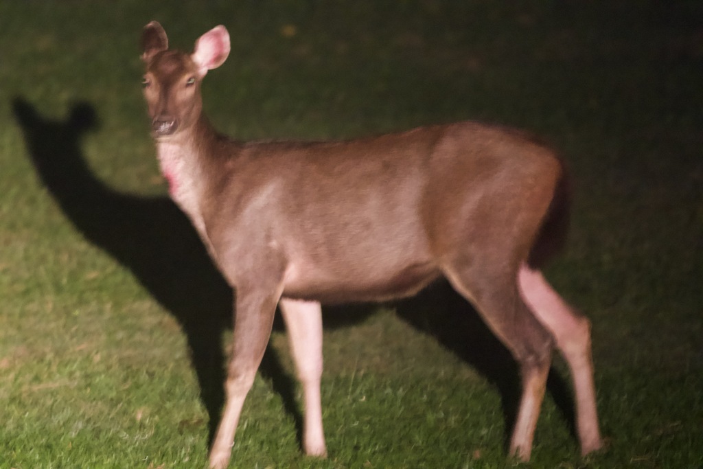Sambar in June 2016 by gbrunvoll. Samba Deer Danum Borneo · iNaturalist