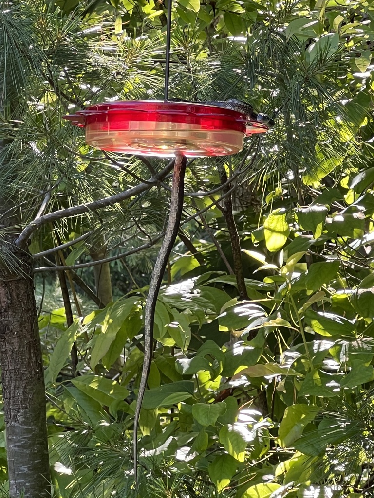 Gray Ratsnake from Liberty Rd, West Liberty, KY, US on May 31, 2023 at ...