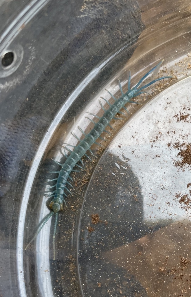Scolopendra aztecorum from Otay Valley Rd, Chula Vista, CA, US on ...