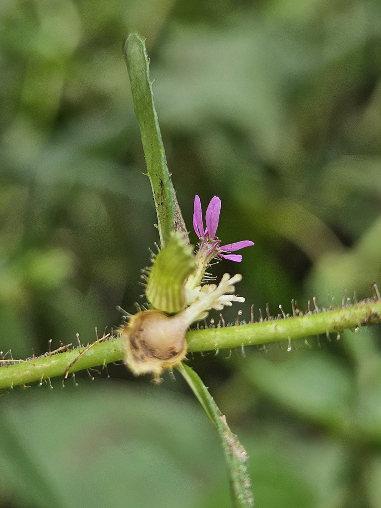 Colombian waxweed from Biarra QLD 4313, Australia on January 19, 2024 ...