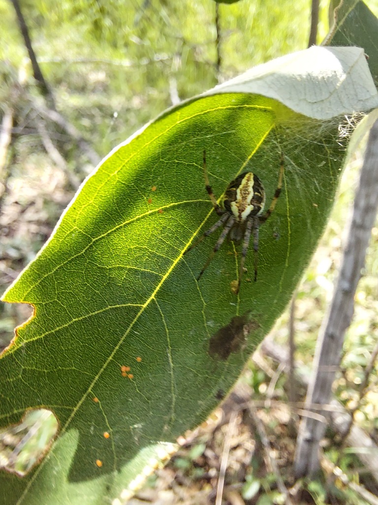 Common Web-spider from Brisbane QLD, Australia on January 20, 2024 at ...