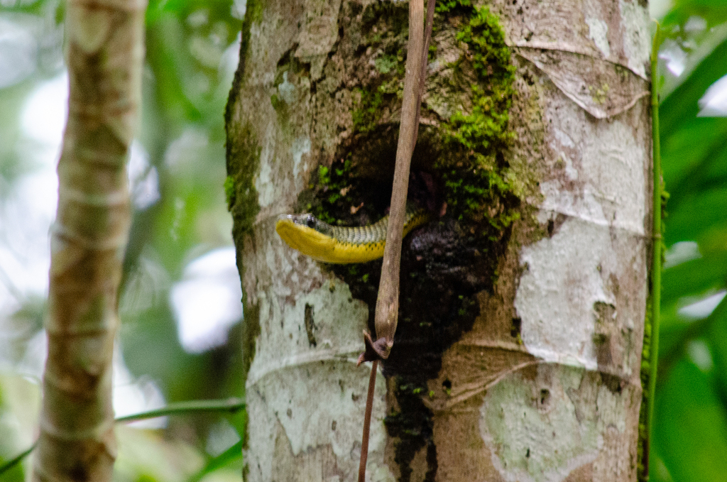 Puffing Snake From Heredia Sarapiqu Barrio Flaminia Costa Rica On puffing-snake-from-heredia-sarapiqu-barrio-flaminia-costa-rica-on