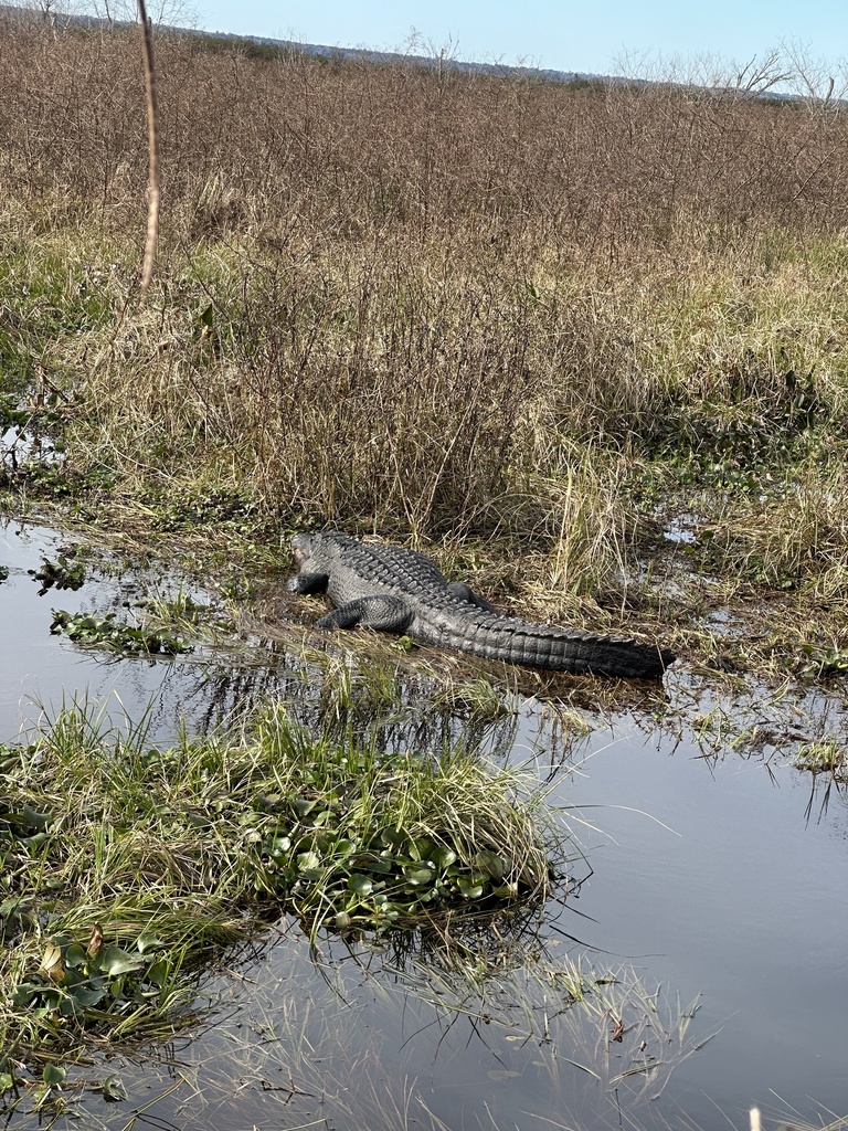 American Alligator from Paynes Prairie Preserve State Park, Micanopy ...