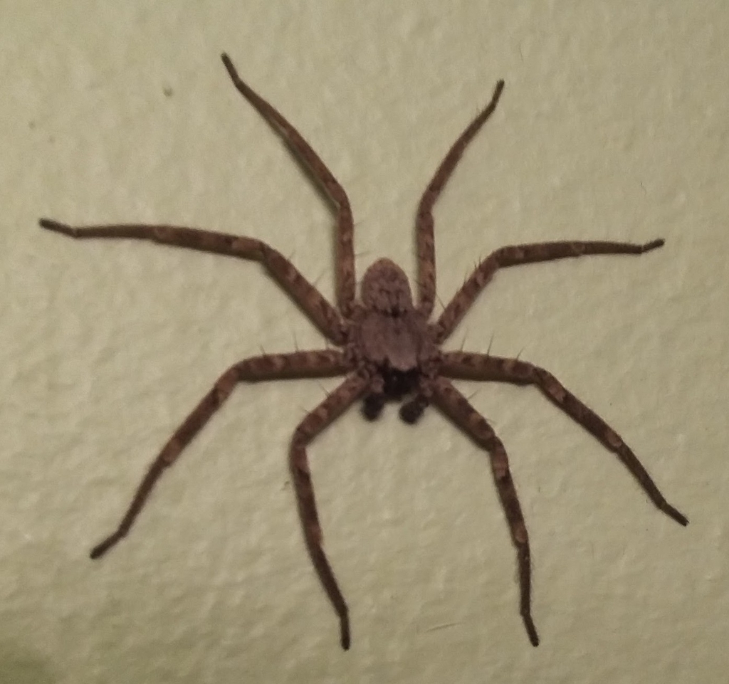 Selenops submaculosus in May 2016 by Melissa Eschbaugh · iNaturalist