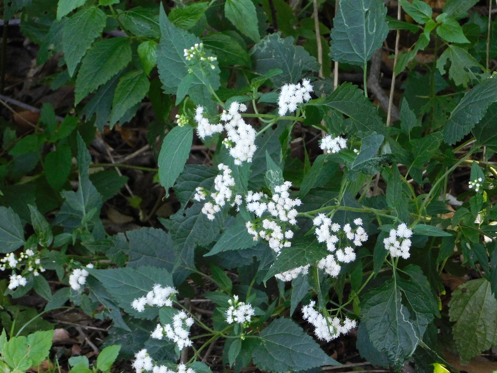 white snakeroot from Stony Brook, NY, USA on August 19, 2023 at 11:12 ...
