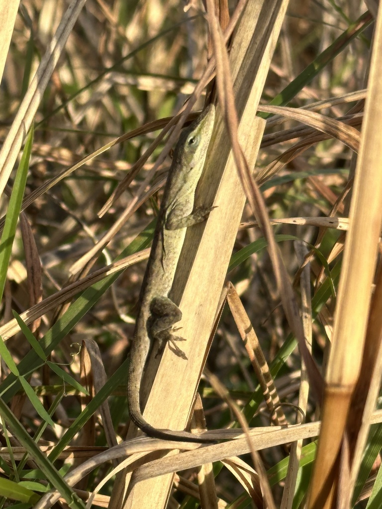 Green Anole from Paynes Prairie Preserve State Park, Micanopy, FL, US ...