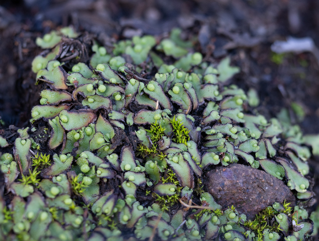 California asterella from Poway, CA, USA on January 16, 2024 at 11:23 ...