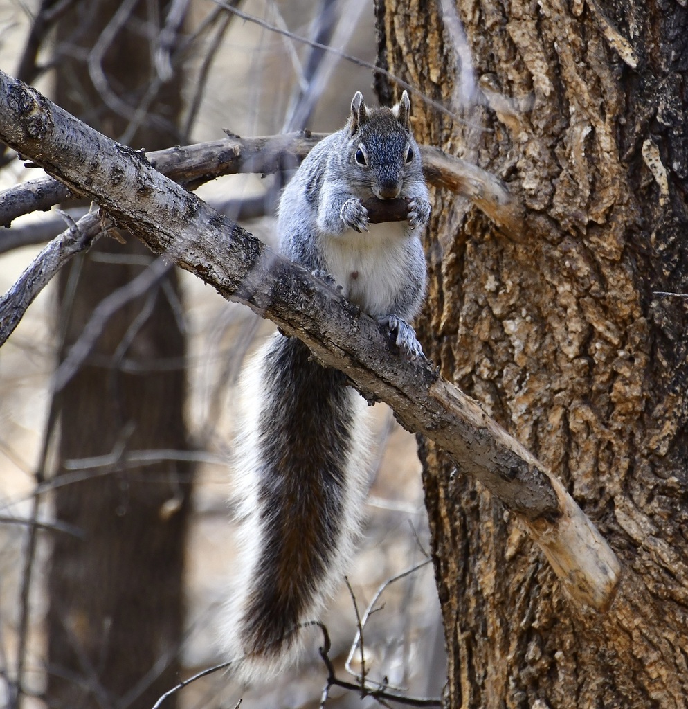 Arizona Gray Squirrel from Patagonia, AZ 85624, USA on January 19, 2024 ...