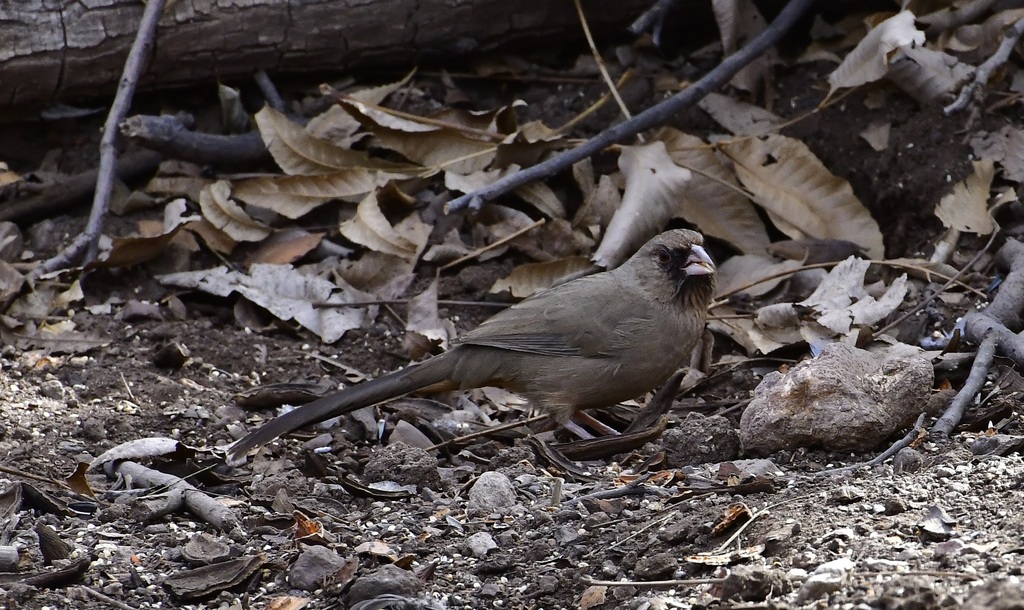 Abert's Towhee from Patagonia, AZ 85624, USA on January 19, 2024 at 12: ...
