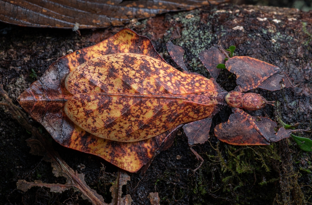 Pulchriphyllium in January 2024 by Adam Aslam · iNaturalist