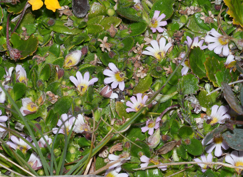 creeping fan-flower (Scaevola hookeri) - Botanical Realm