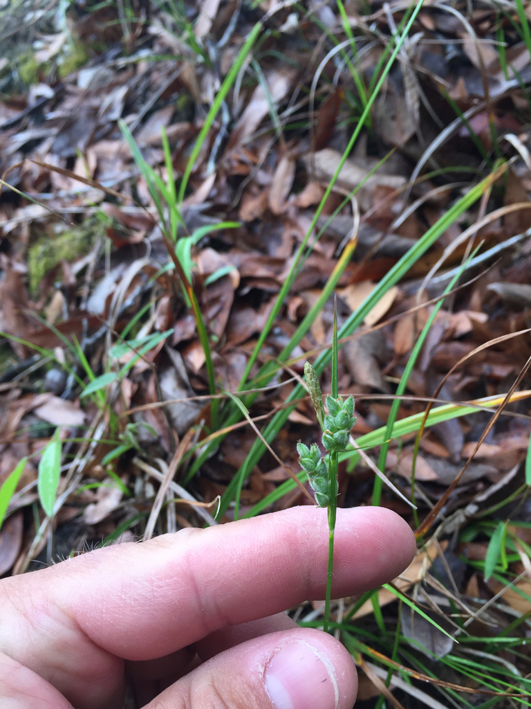 Sandy Woods Sedge from Johns Island, Seabrook Island, SC, US on April ...