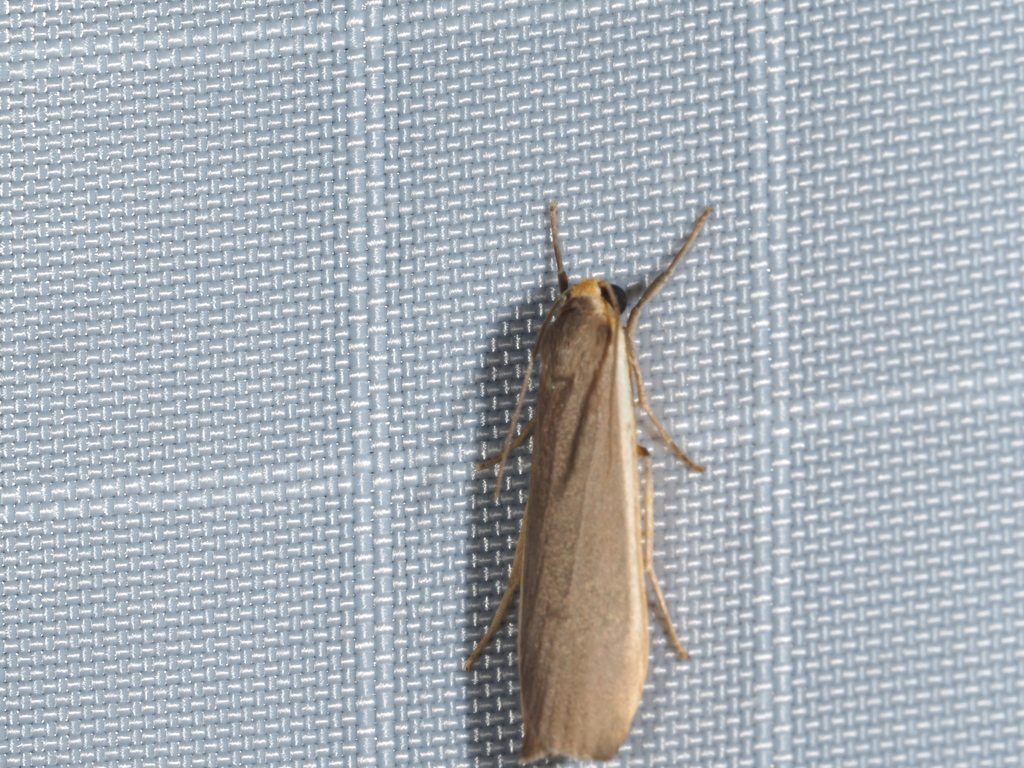 Lichen Moths from West Epping, NSW, Australia on January 11, 2024 at 02 ...