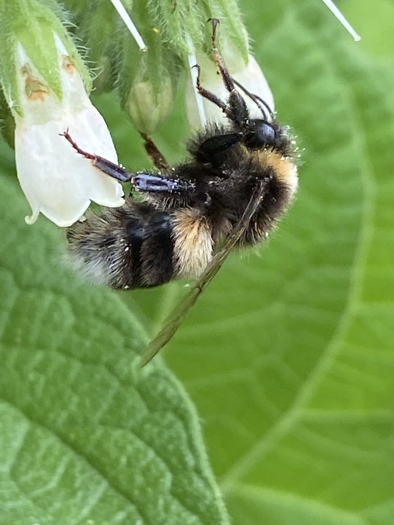 Buff-tailed Bumble Bee from Hamilton Gardens, Hamilton, Waikato, NZ on ...