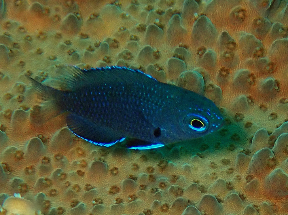 Australian Damsel from Sunshine Coast QLD, Australia on January 17 ...