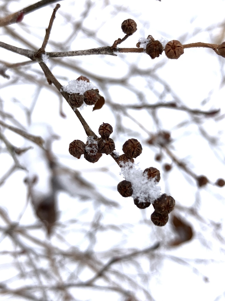 He-huckleberry from Lane Gate Rd, Cold Spring, NY, US on January 19 ...