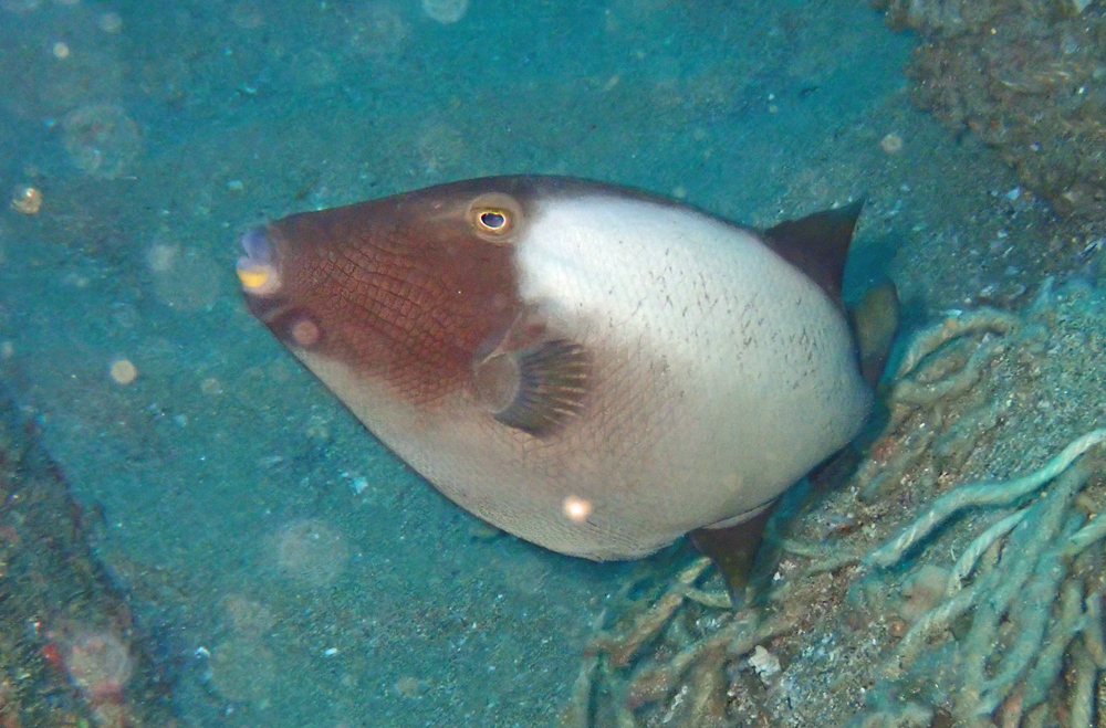 Bridled Triggerfish from Sunshine Coast QLD, Australia on January 17 ...