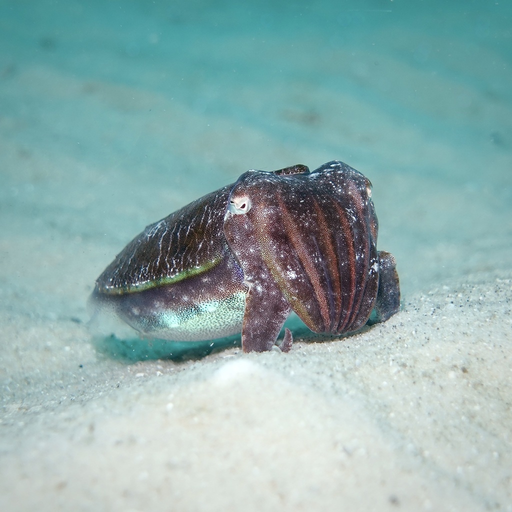 Mourning Cuttlefish from Hervey Bay, Urangan, QLD, AU on January 13 ...