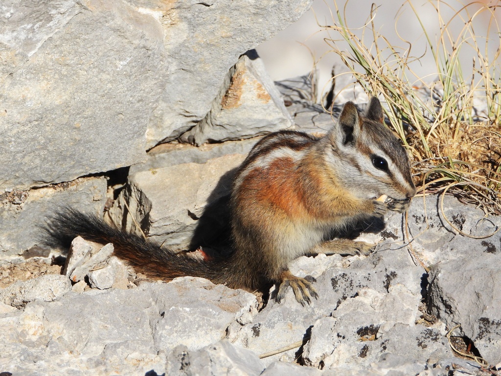 Palmer's Chipmunk (Squirrels & Chipmunks of the US) · iNaturalist