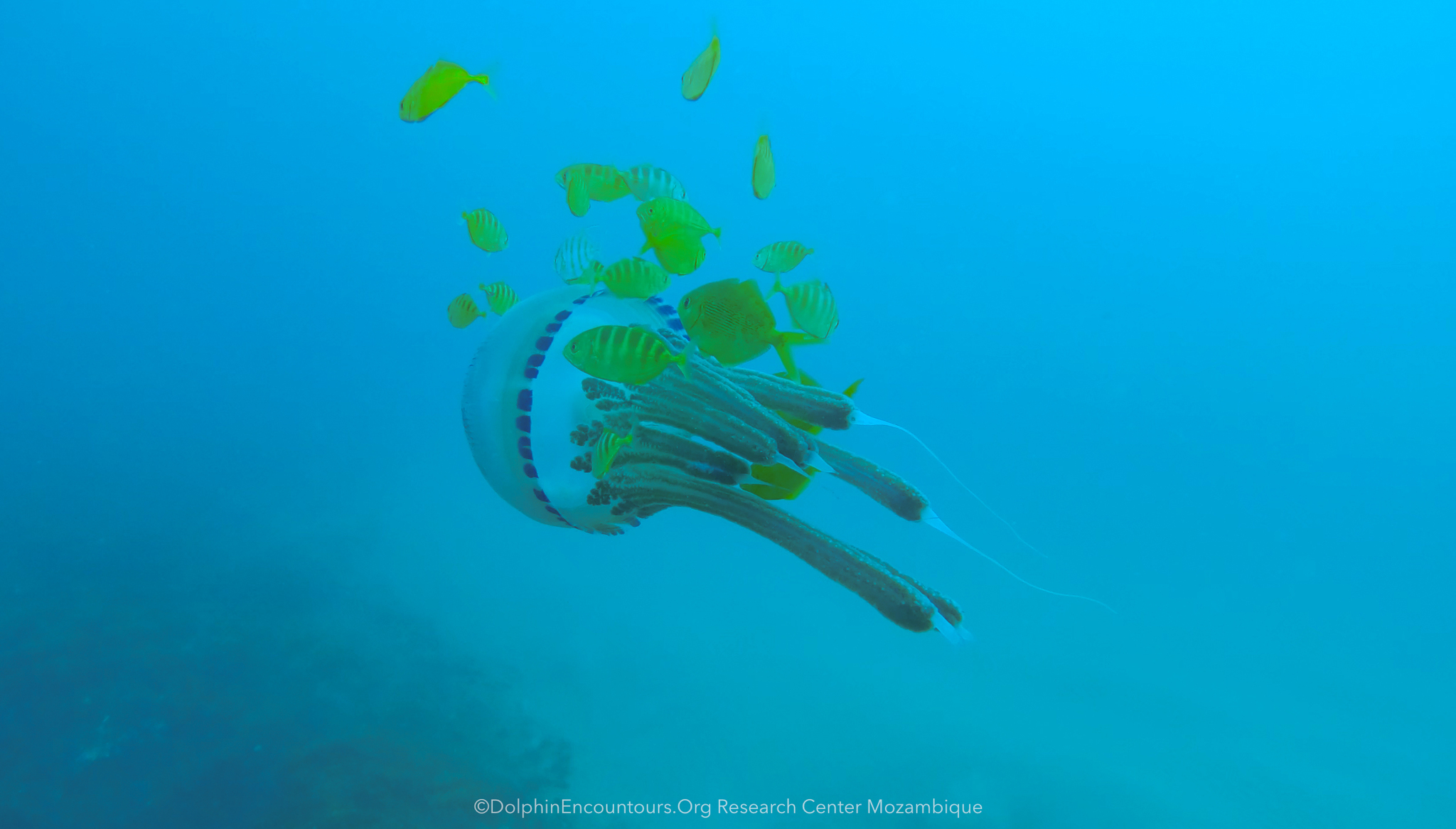 Box Jellyfish Size Comparison