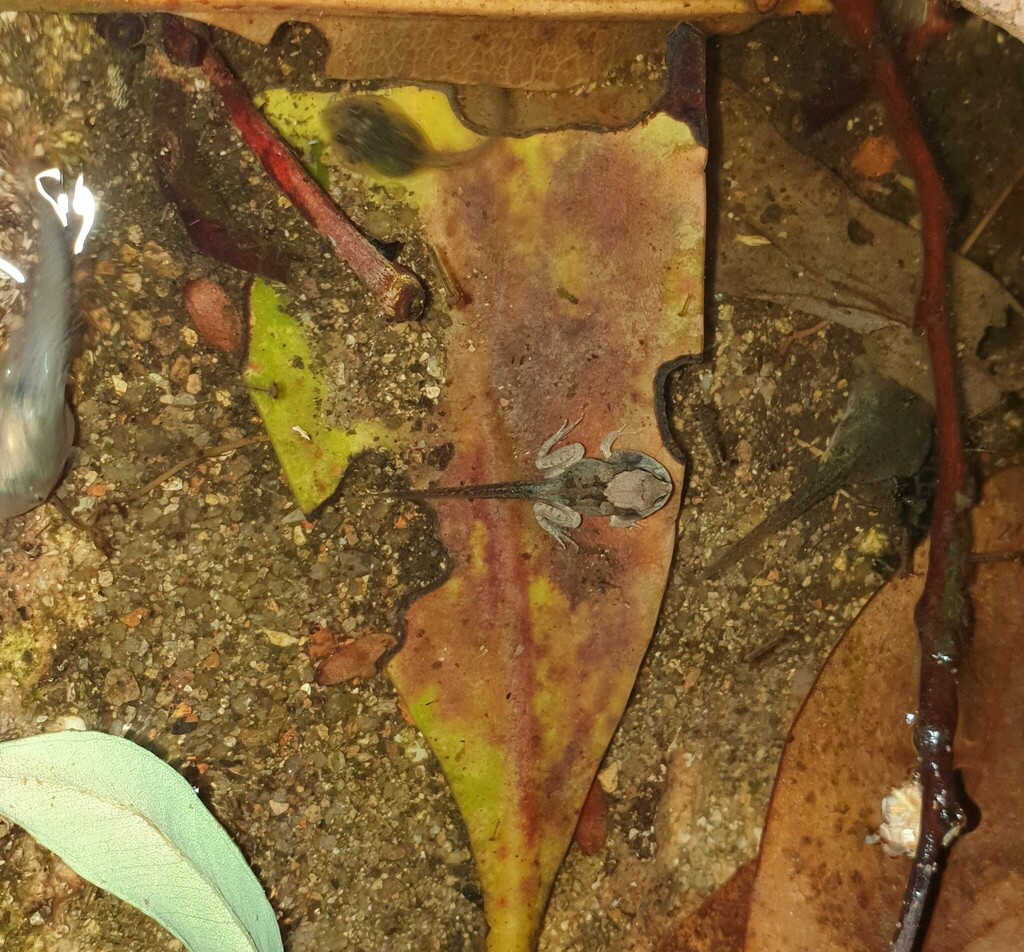 Ornate Burrowing Frog from Entrance Island, Prince of Wales QLD ...
