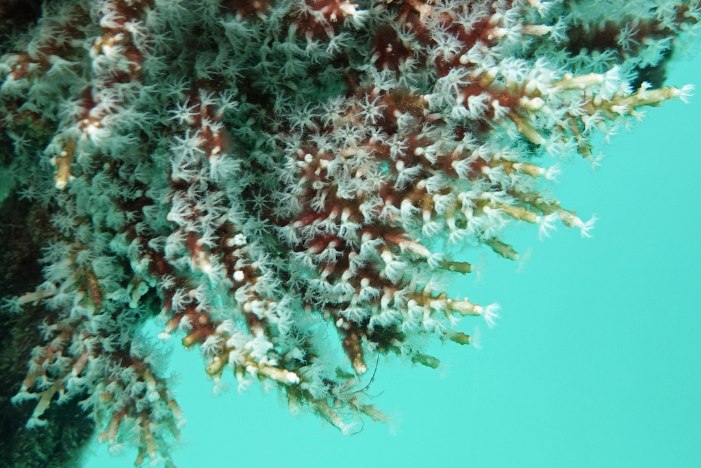 Snowflake Coral from Exmouth, WA, Australia on October 29, 2023 at 01: ...