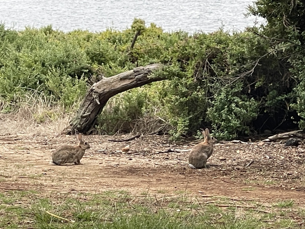 European Rabbit from Tasmania, Devonport, TAS, AU on January 20, 2024 ...