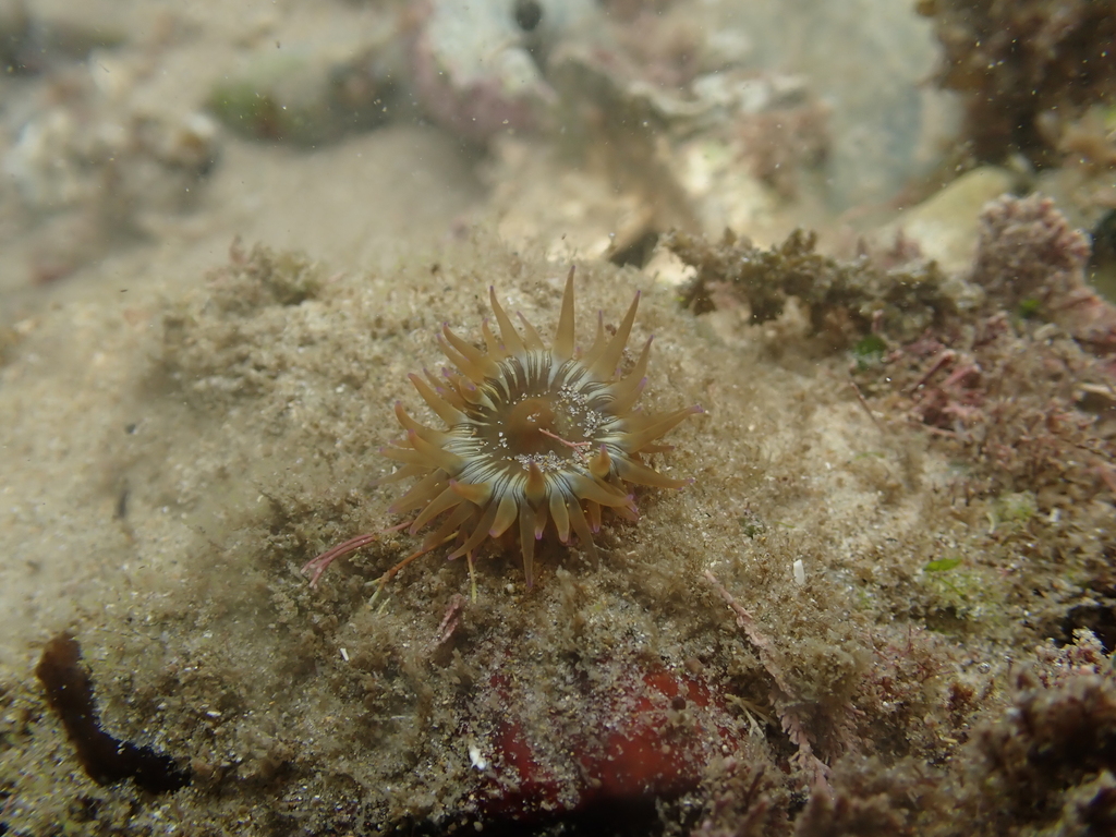 Anemonia mutabilis from Brooms Head NSW 2463, Australia on January 20 ...