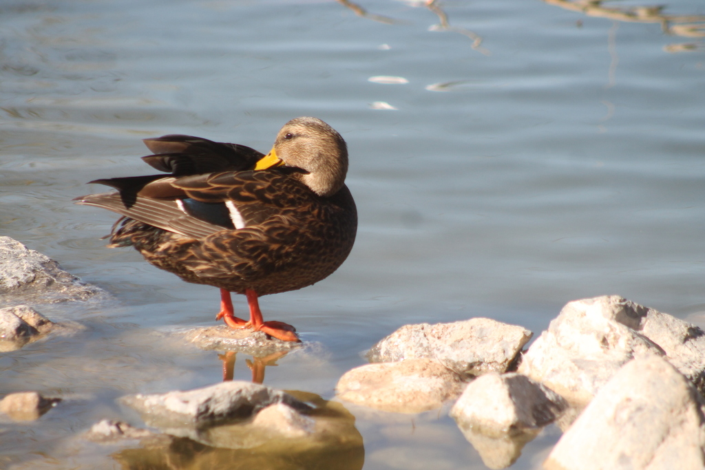 Mexican Duck from Juárez, Chih., México on January 19, 2024 at 03:33 PM ...