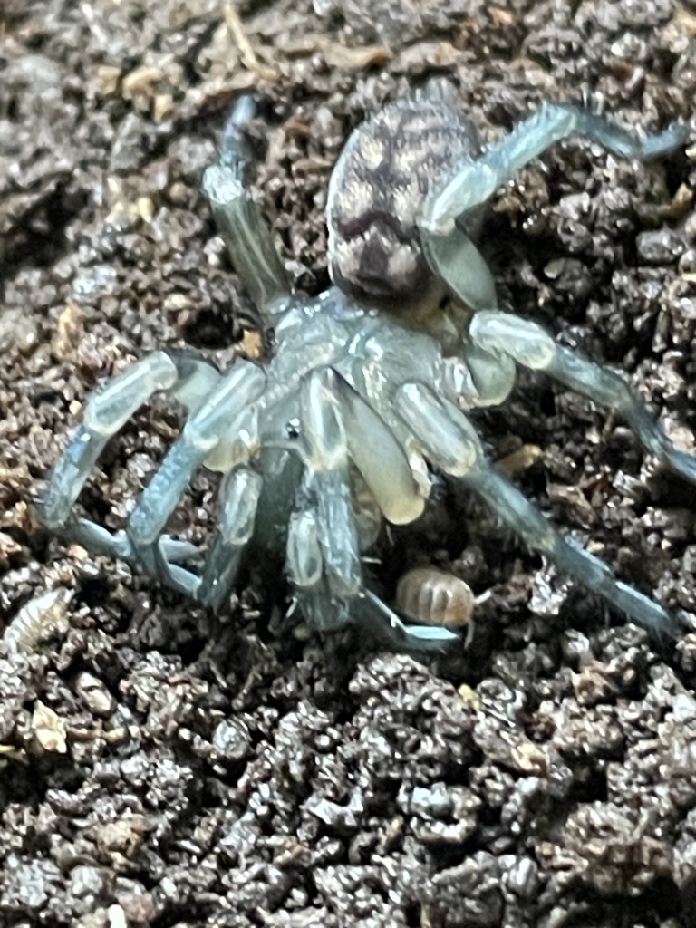 Open-holed Trapdoor Spiders from Illawarra Escarpment State ...