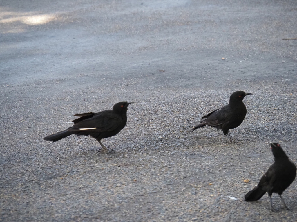 White-winged Chough from Minnipa SA 5654, Australia on October 21, 2023 ...