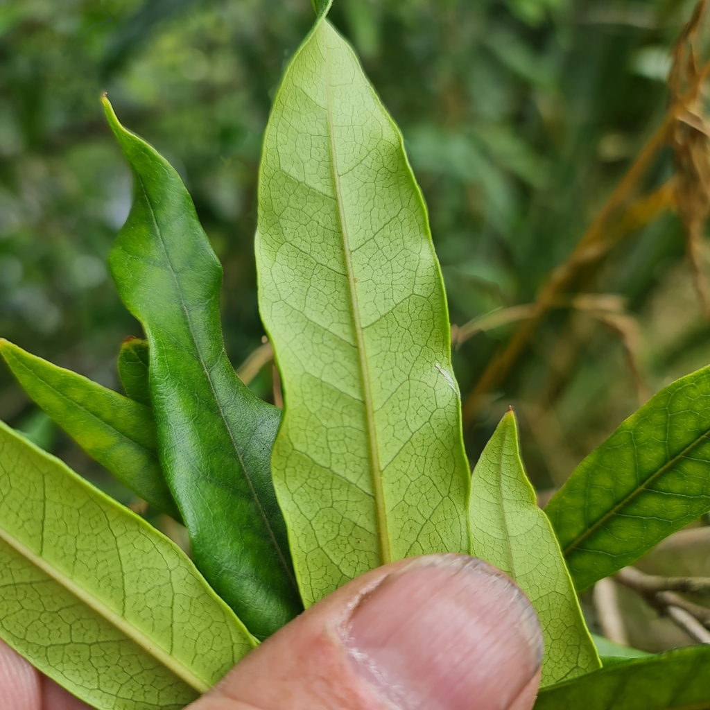 Black Maire from Taihape 4791, New Zealand on January 20, 2024 at 01:58 ...