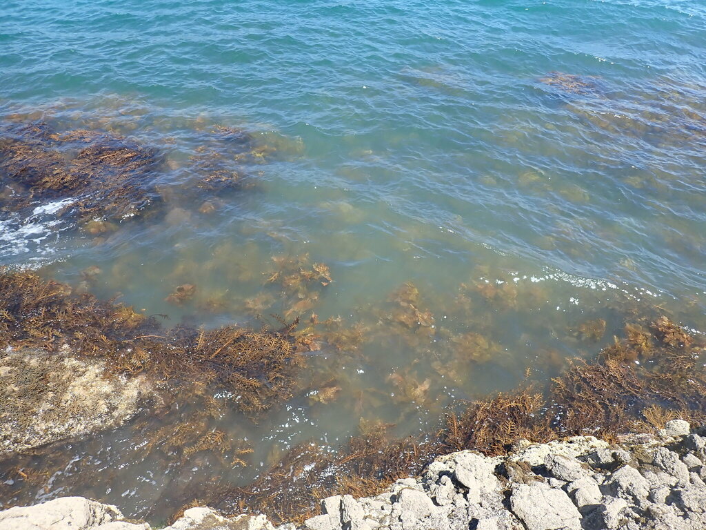 Common Kelp from Región de Auckland, Nueva Zelanda on December 9, 2023 ...