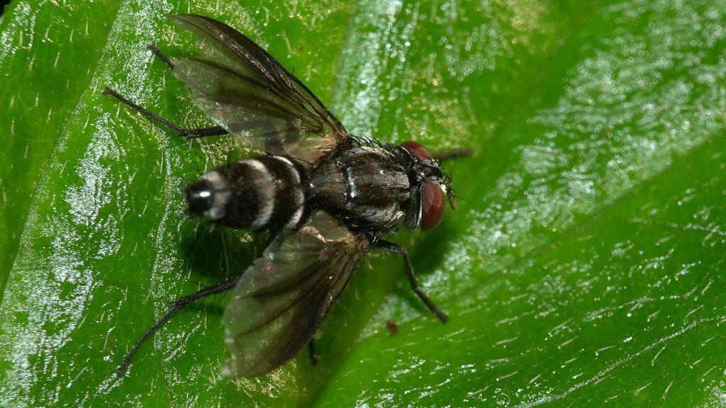 Thelaira from BNHS CEC on January 17, 2024 at 09:23 AM by Dinesh Sharma ...