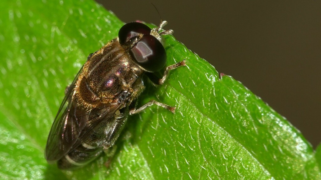 Eumerus figurans from BNHS CEC on January 17, 2024 at 10:14 AM by ...
