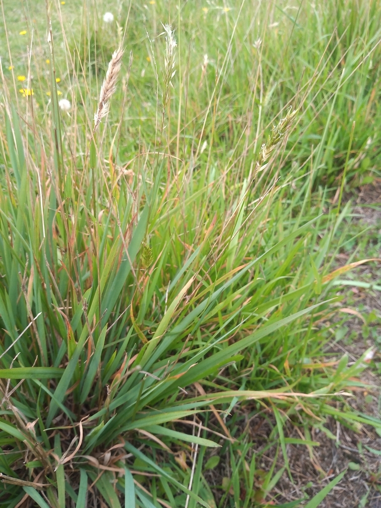 sweet vernal grass from Yarra Ranges - Dandenongs, AU-VI, AU on January ...