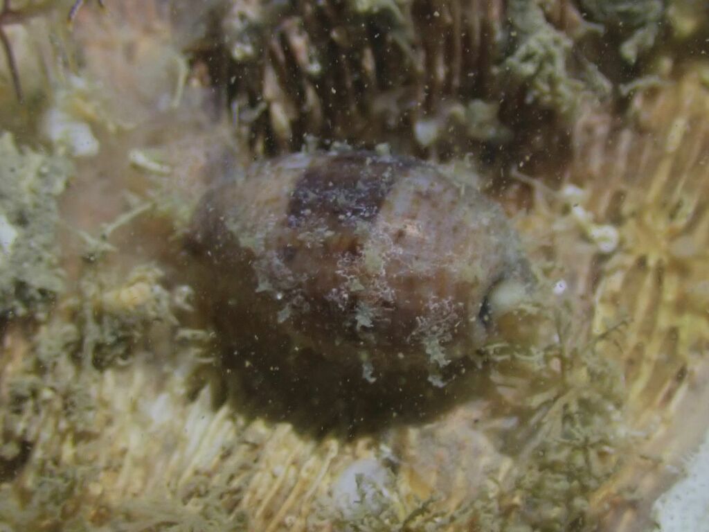 Walker's cowrie from West, SG on January 20, 2024 at 10:47 AM by Tsu ...
