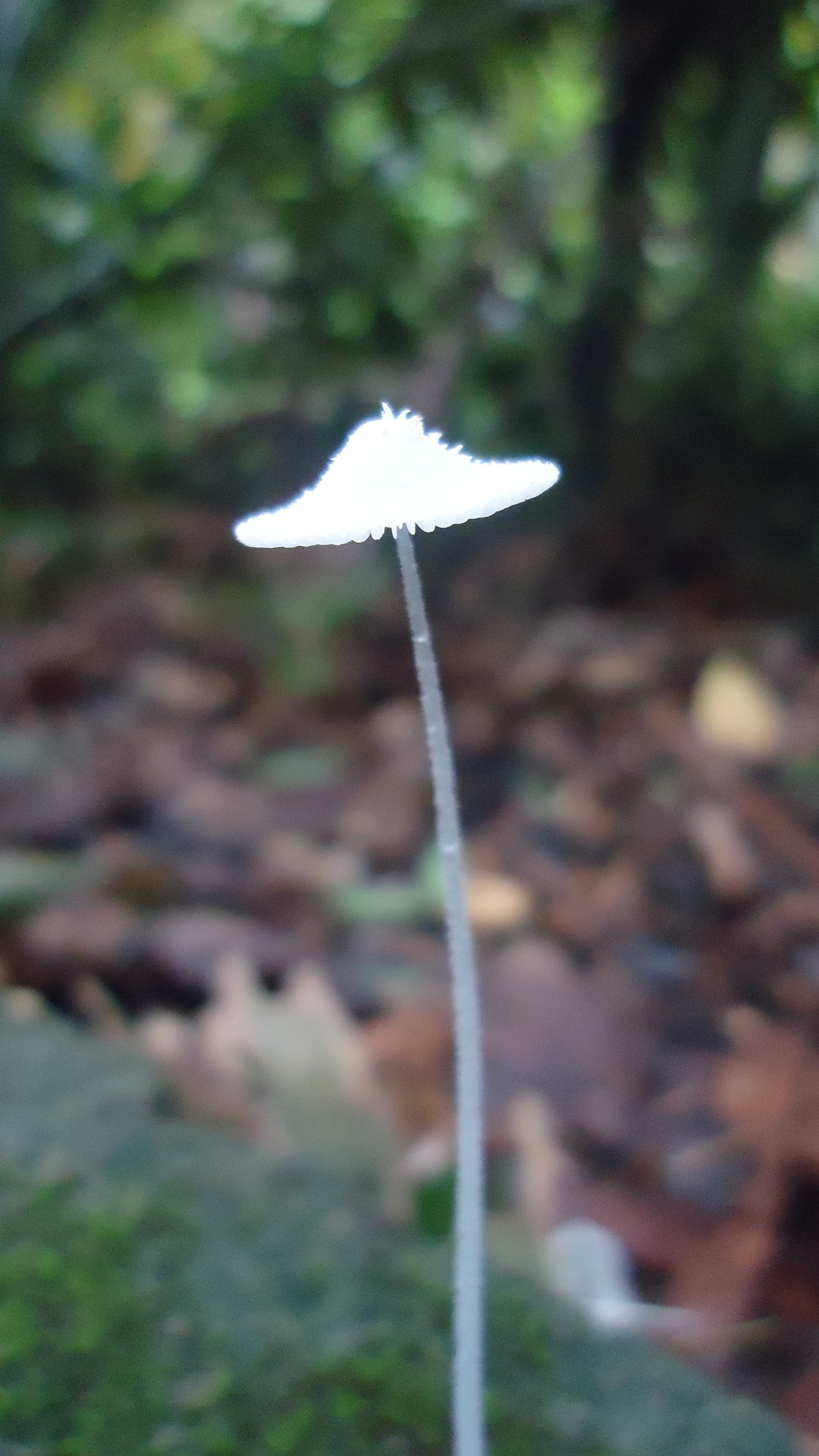 Amparoina spinosissima (Singer) Singer