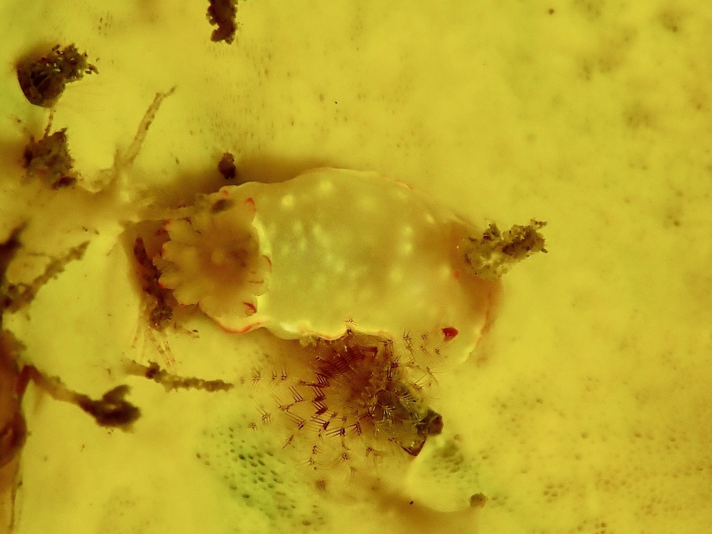 Diversidoris aurantionodulosa from Tasman Sea, Sandy Beach, NSW, AU on ...