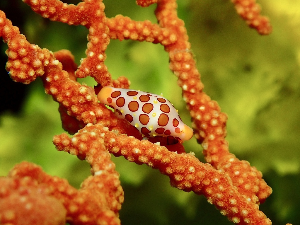 Rosewater's Egg Cowry from Tasman Sea, Sandy Beach, NSW, AU on January ...