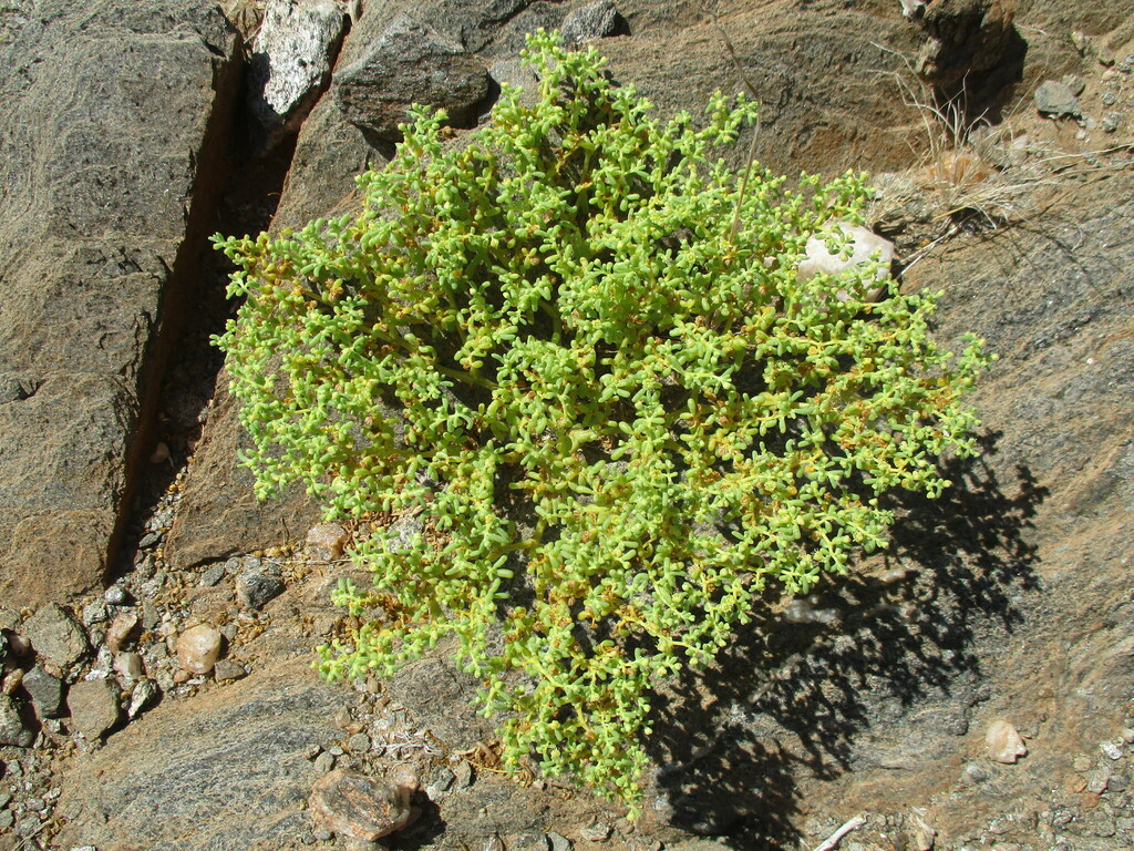 simple-leaved bean caper from Erongo Region, Namibia on January 14 ...