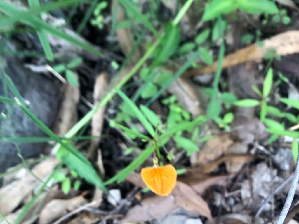 spade flower from East Haldon QLD 4343, Australia on January 19, 2024 ...